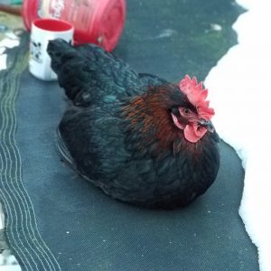 Disposing of Dead Poultry - Backyard Poultry
